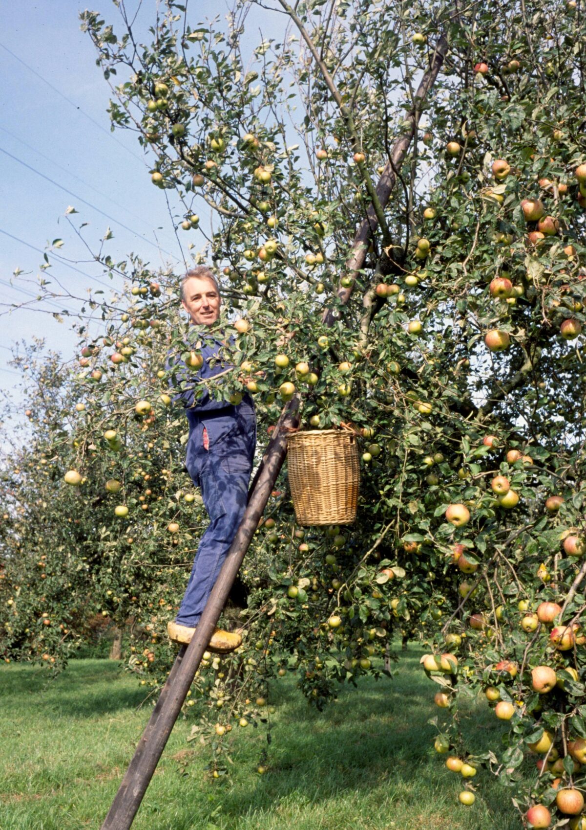 Oogsten van het fruit – Hoogstamfruit